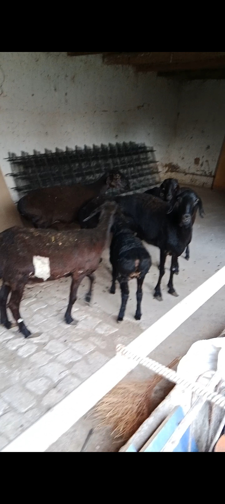 Qoylar sotiladi 6 ta