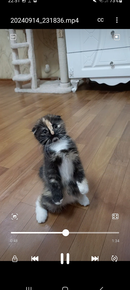 Котёнок девочку срочно продаю