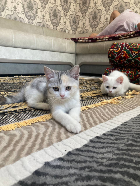 Mushukchalar sotiladi 3 oylik 1ta o'g'il 2ta qiz