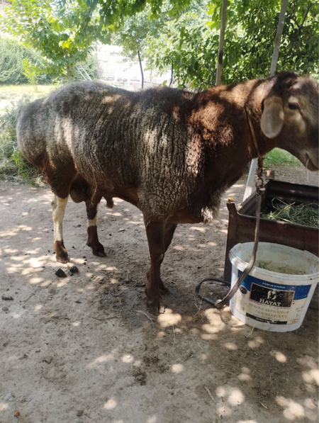 Qochqor sotiladi Qirgiziston edovbay zotli