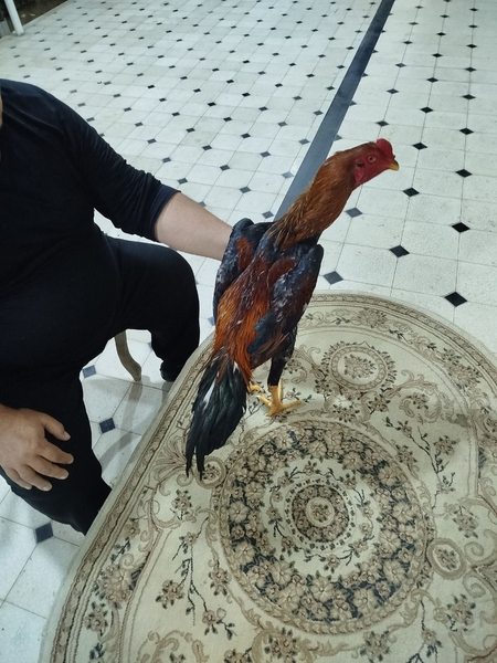 Dakan xorozlar turk va kareya
