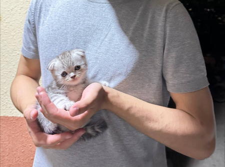 Продается кошка