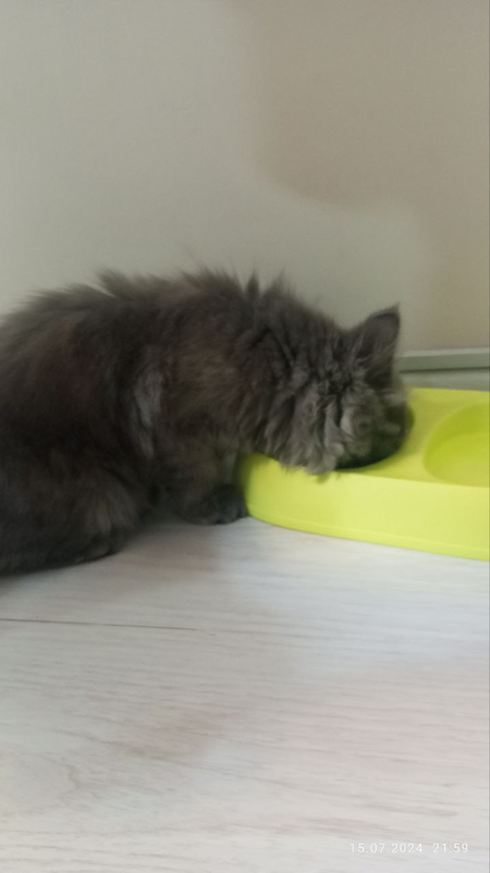 Скоттиш Фолд. Страйд сотилади