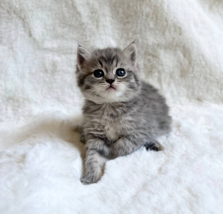 Есть разные породы котят чистокровные