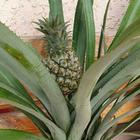 Banan kivi ananas dragon mushmula limon apilsin mandarin