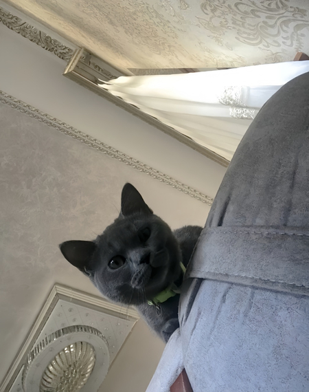 Продаётся Скоттиш страйт