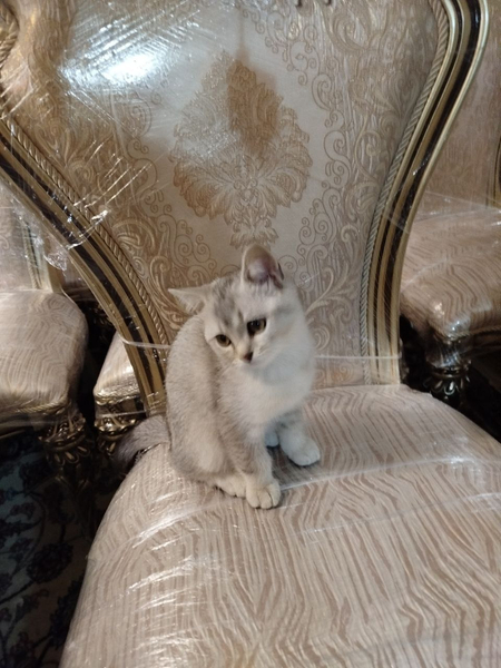 Серебристая шиншилла 1 млн