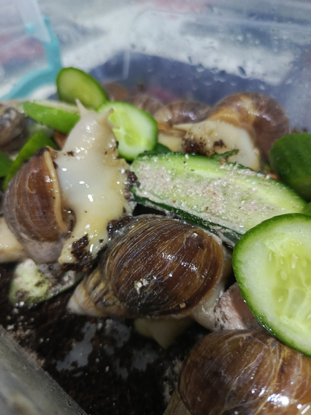 Donasi  10000 dan ulitka ichida tug\\\'adiganlari ham bor