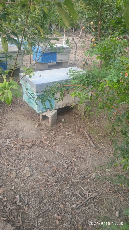 Asalari yashiklar sotiladi