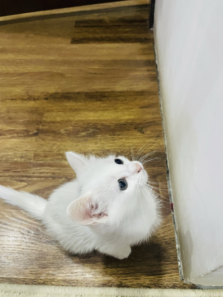 Продам кот