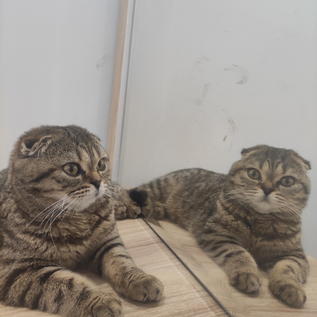 Кошка  вислоухая