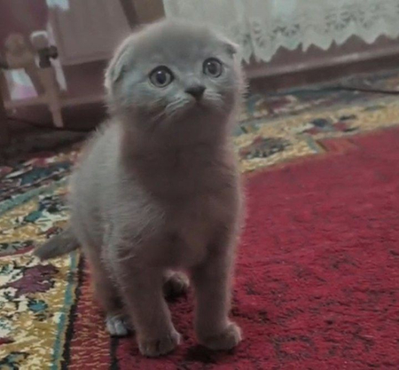 Scottish Fold toza qon