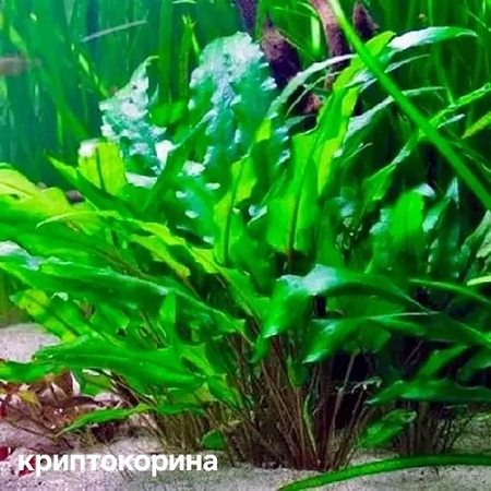 Растение без Co2