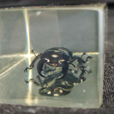 Жук-Олень. Dorcus Titanus. Коллекционное Натуральное Насекомое