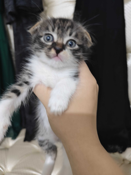Продаются вислоухие котята