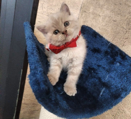 Скоттиш страйты в новый дом на новый год!