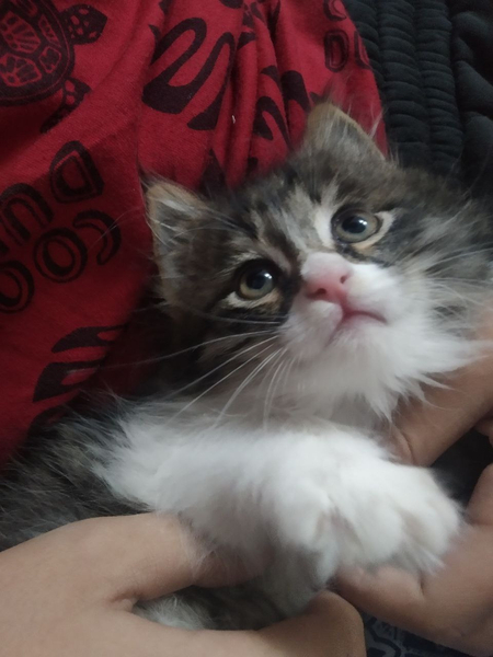 Кот породы норвежская лесная
