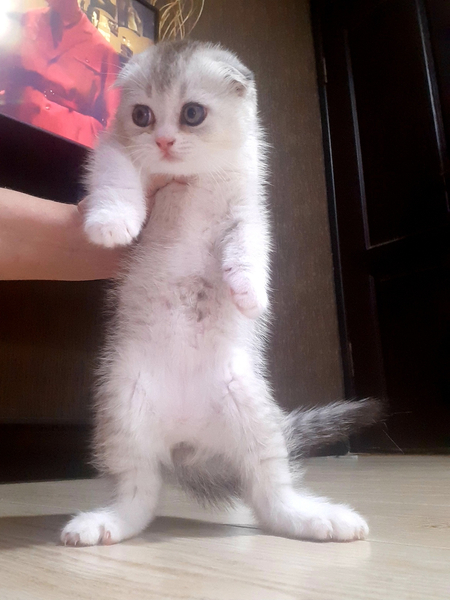 Шладкий скоттиш фолд мальчик