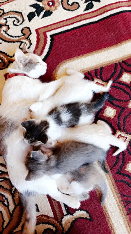Продаётся котята и кошки чисто домашние 250000 за один котенок