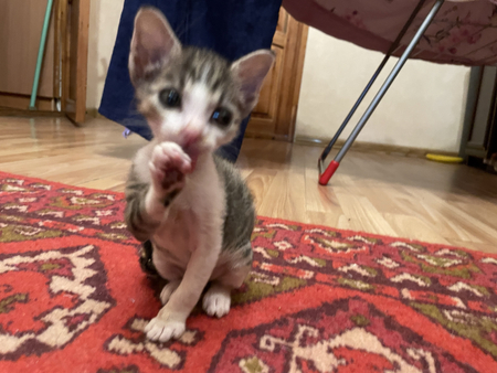 Кот, котенок, мальчик