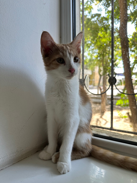 Срочно котёнок ищет дом