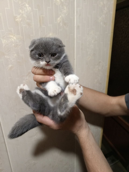 Koshka mushik pishak
