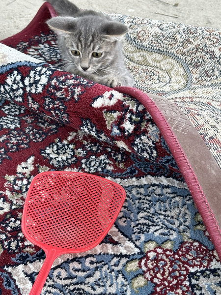 Отдам в добрые руки котенка(мальчик)