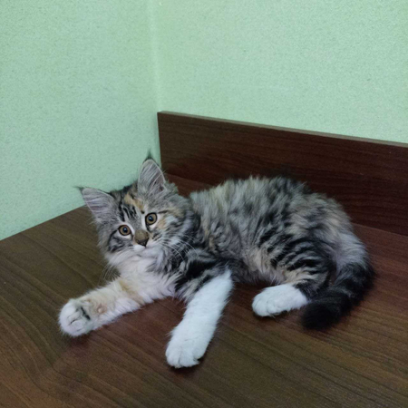 Продаётся котята
