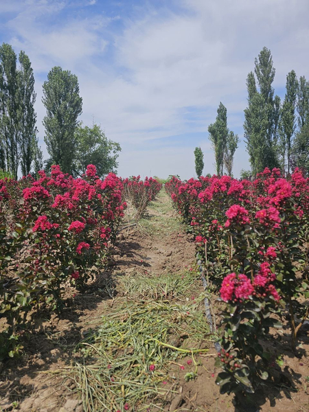 Индийский сирень Lagerstroemia Cherry Mocha