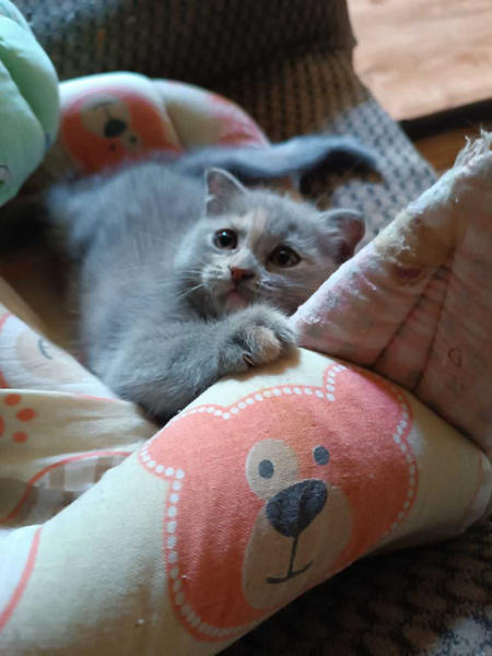 Вислоухие котята