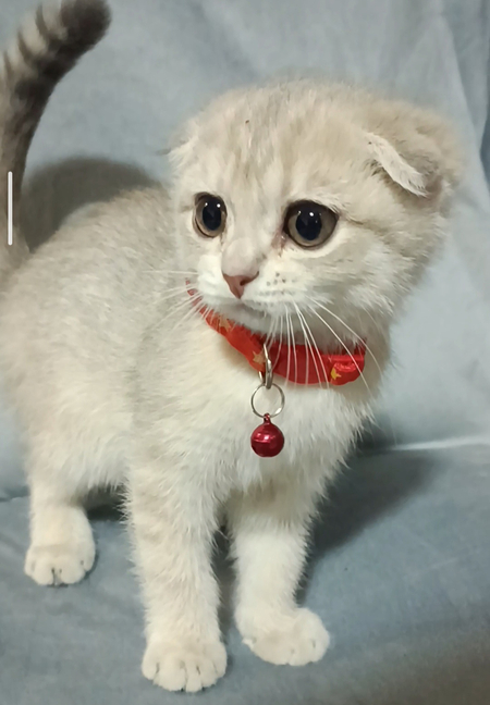 Продается котенокско скоттиш фолд