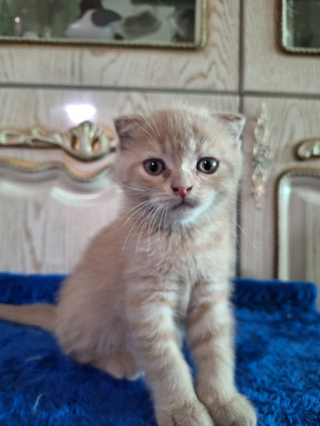 Продаются котята. Скотиш фолд, скотиш страйт. Чистокровные веслоухие