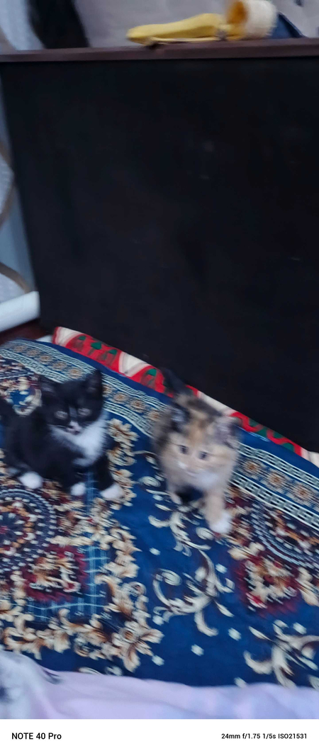 Домашние Котята Мальчик и Девочка