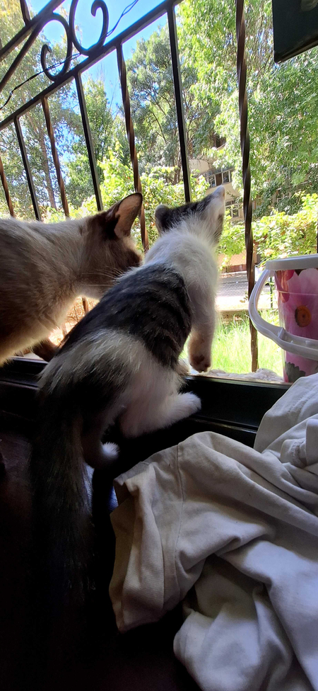 Отдам котят в добрые руки