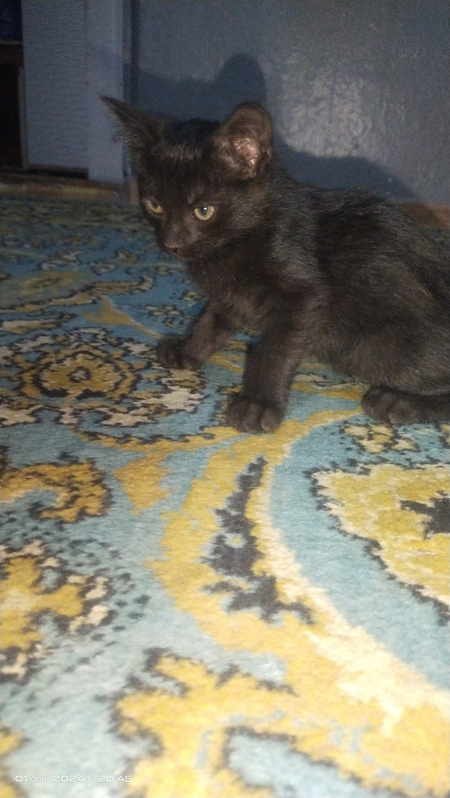 Отдаю котят бесплатно