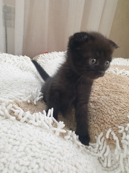 Котёнок. Вислоухая девочка 2 мес