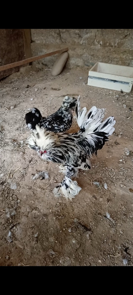 Корейский тройка