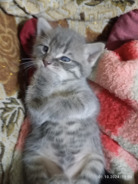 Продаются котята