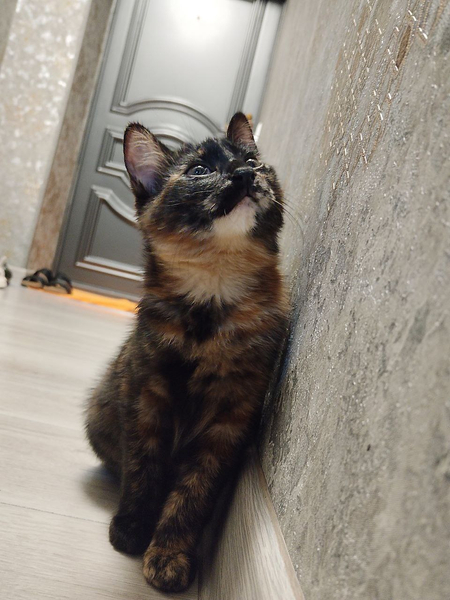 Бесплатно Котята домашние