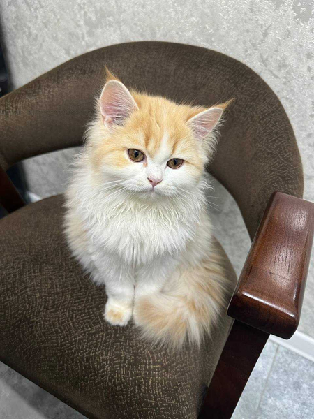 Котята скоттиш фолд и скоттиш страйт