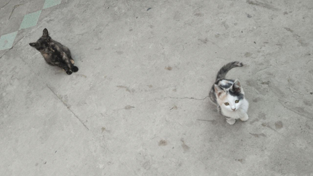 Отдам даром Раздаются котята на добрые руки бесплатно