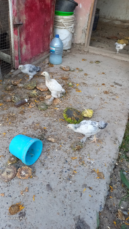 Срочно продаю цыплят.