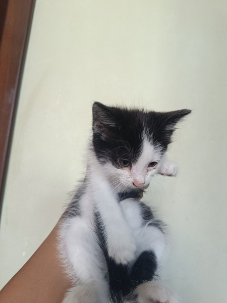 Wiringina muwukcha