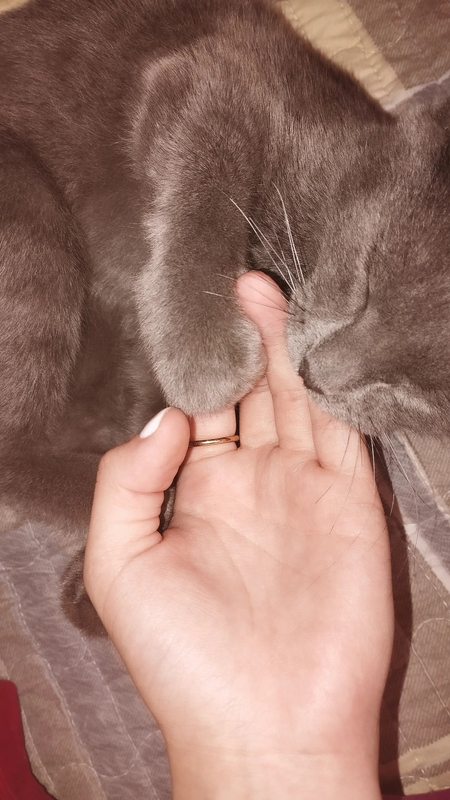 Кошка серая  в Ташкенте