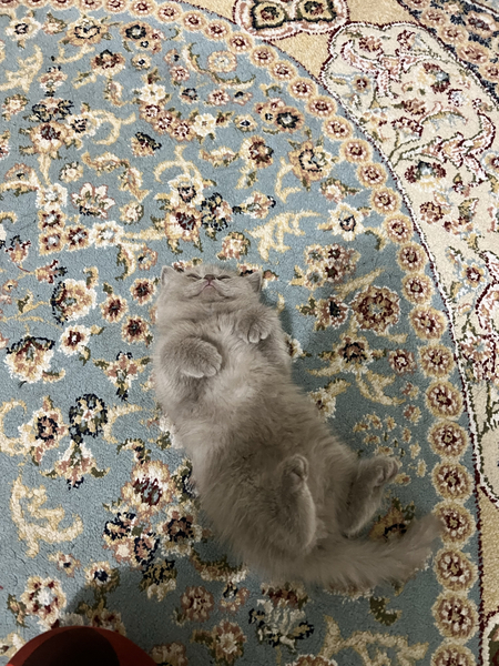 Британский котёнок