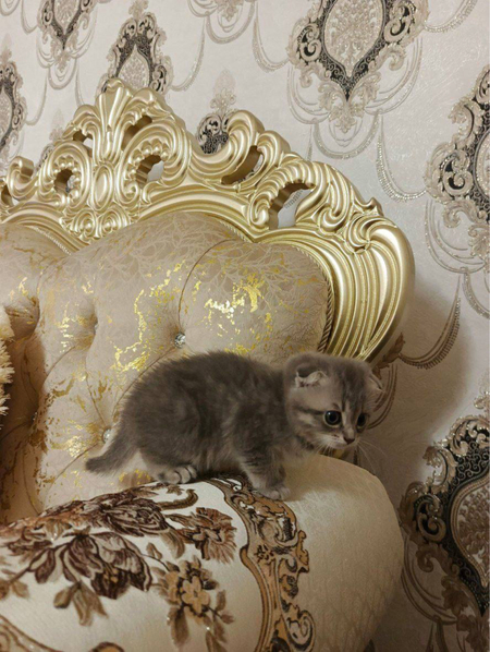 Шотландская вислоухий котёнок