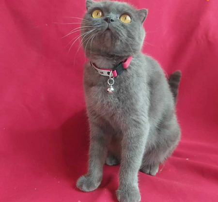 Продам вислоухую кошечку.