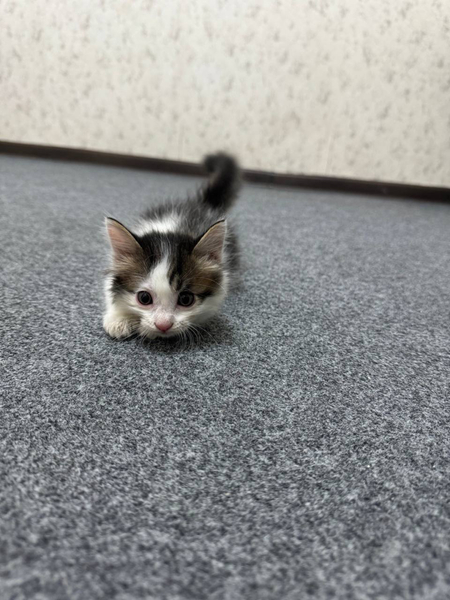 Котята в хорошие руки