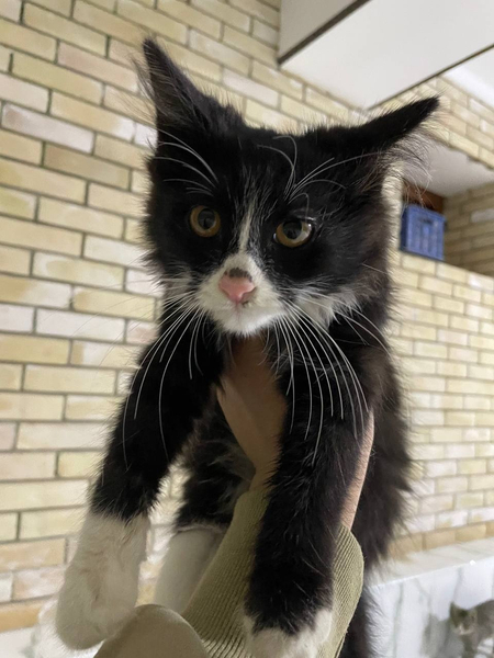 Котёнки в добрые руки