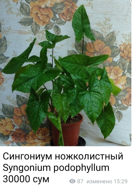 Продаются сингониумы